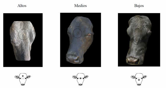 Incidencias en trichostrongylídeos en relación con los patrones de ...