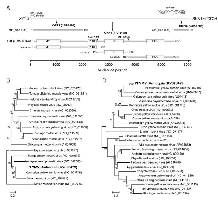 Complete genome sequence of a Passionfruit yellow mosaic virus (PFYMV) isolate infecting purple ...