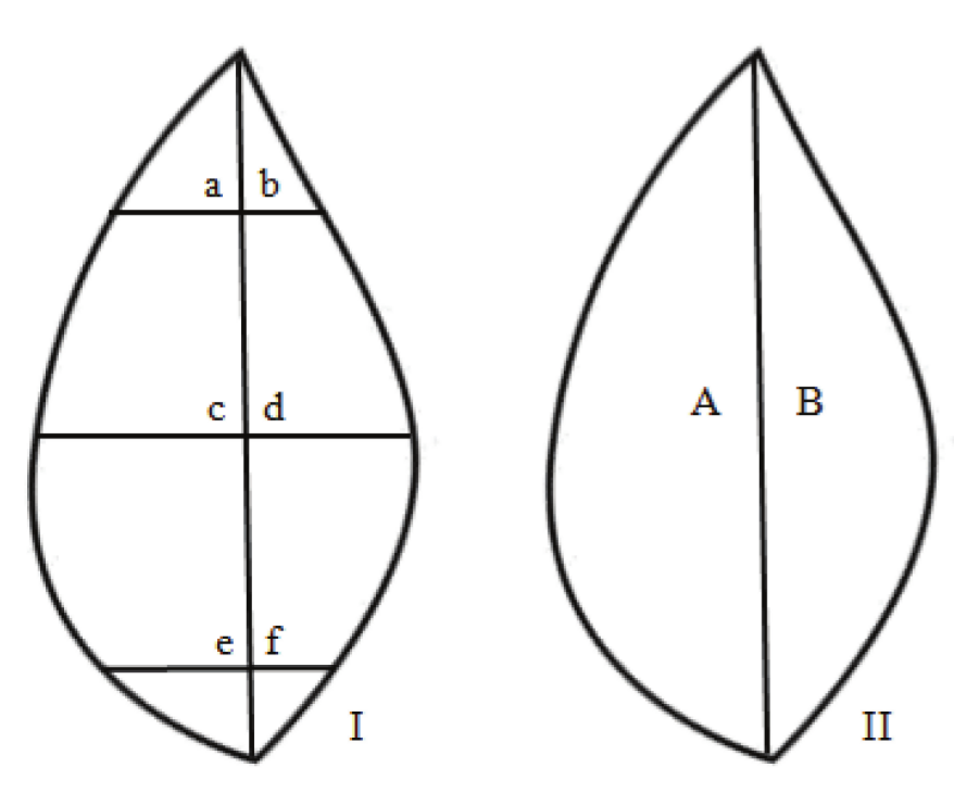 Leaf architecture and symmetry of understory tree species of an ...