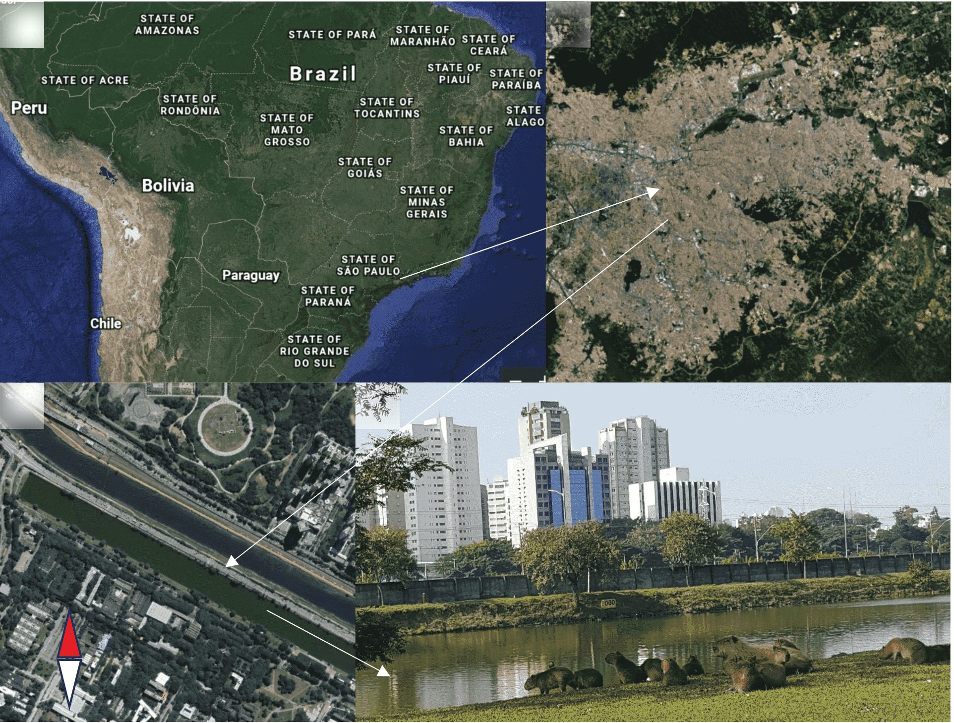 Positive-reinforcement strategies to reduce capture-stress in Capybaras