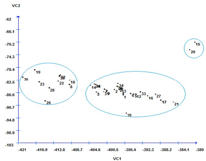 GENETIC DIVERSITY AMONG Calotropis procera (Aiton) WT Aiton GENOTYPES ...