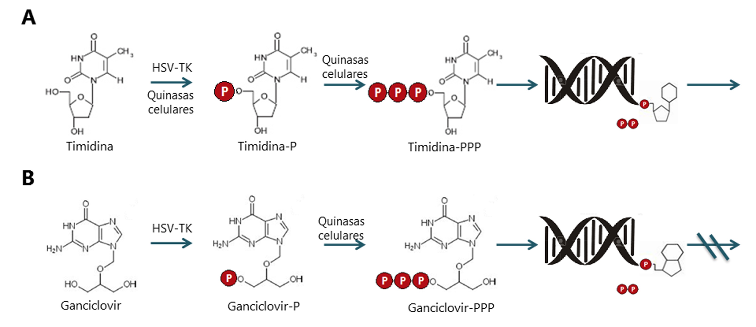 Immunotherapy and gene therapy as novel treatments for cancer