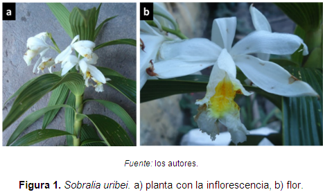 DISTRIBUCIÓN Y PREFERENCIAS CLIMÁTICAS DE Sobralia uribei (ORCHIDACEAE ...
