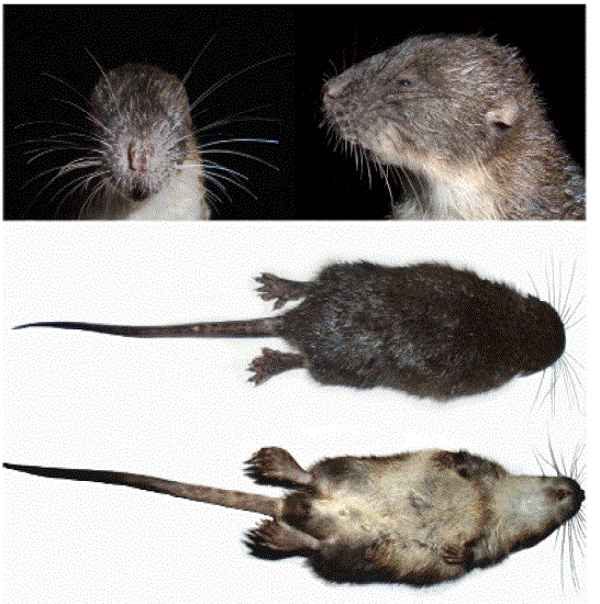New record of Stolzmann's crab-eating rat Ichthyomys stolzmanni ...