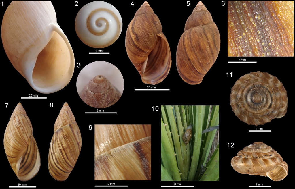 On some land snails (Mollusca: Gastropoda) of Los Molles, central Chile
