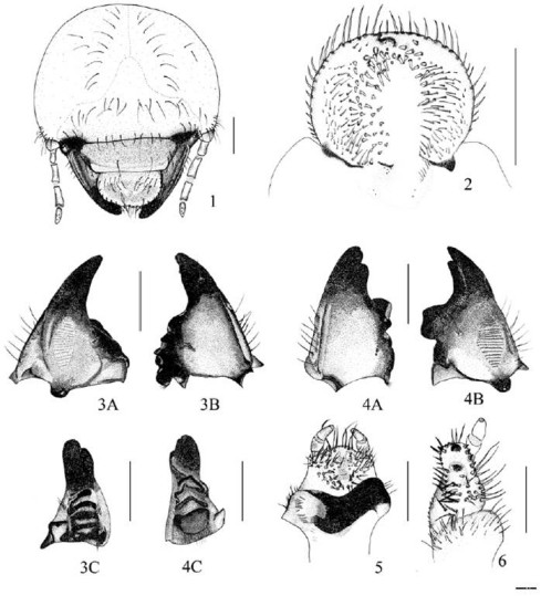 Descripción de la larva de tercer estadio y pupa de Pelidnota lugubris ...