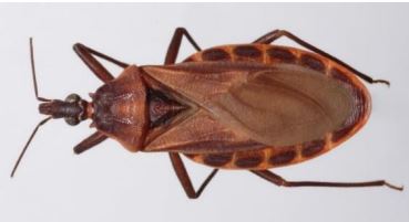 REVISIÓN DE LOS VECTORES DE LA ENFERMEDAD DE CHAGAS EN VENEZUELA ...