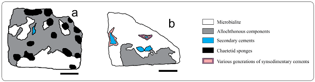 Microbialite-dominated fossil associations in Cipit Boulders from Alpe ...