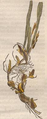 Precursors of the Botanical Exploration of South America. Wilhelm Piso ...