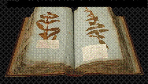 Precursors of the Botanical Exploration of South America. Wilhelm Piso ...