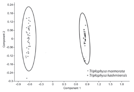 Morphological, molecular characterization and taxonomic status of ...