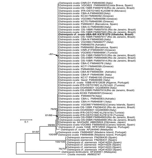 Morphological and molecular characterization of the toxic ...