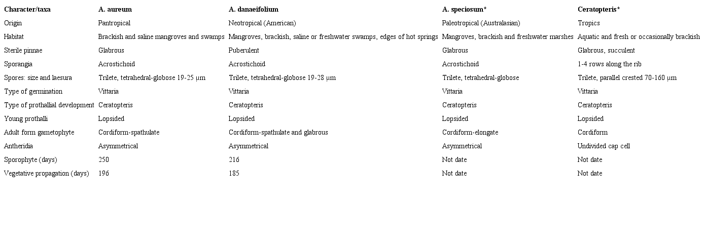 Gametophyte morphology of Acrostichum aureum and A. danaeifolium ...