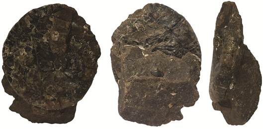 Nuevo registro fósil de aturia cubaensis (lea, 1841) [cephalopoda ...