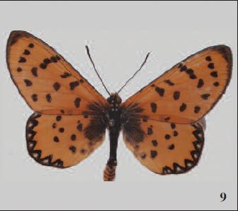 Description of one new species and one newsubspecies of Nymphalidae ...