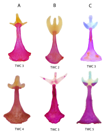 BACULAR MORPHOLOGY OF SEVEN SPECIES OF HIGH ANDEAN RODENTS FROM ...