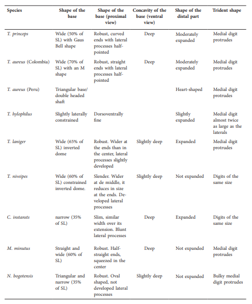 BACULAR MORPHOLOGY OF SEVEN SPECIES OF HIGH ANDEAN RODENTS FROM ...