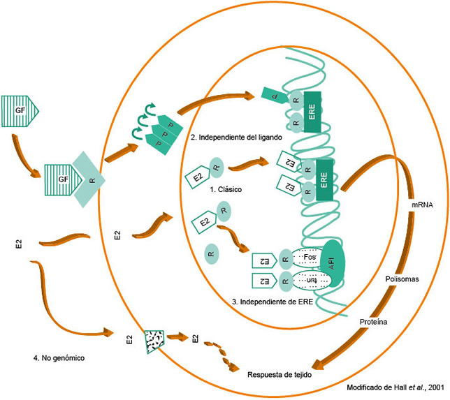 Receptor de estrógenos alfa en obesidad y diabetes
