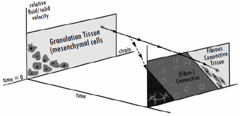 Theories of Mechanically Induced Tissue Differentiation and Adaptation ...