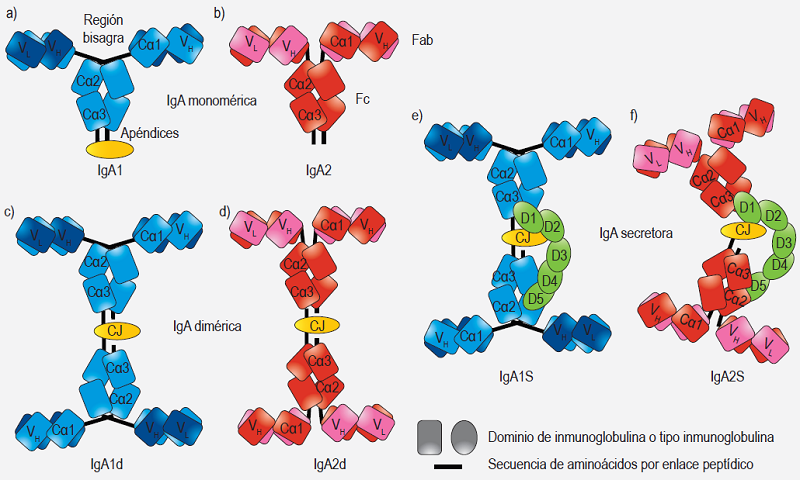 La asociación de la microbiota humana con la inmunoglobulina A y su ...