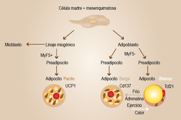 Tejido adiposo: función inmune y alteraciones inducidas por obesidad