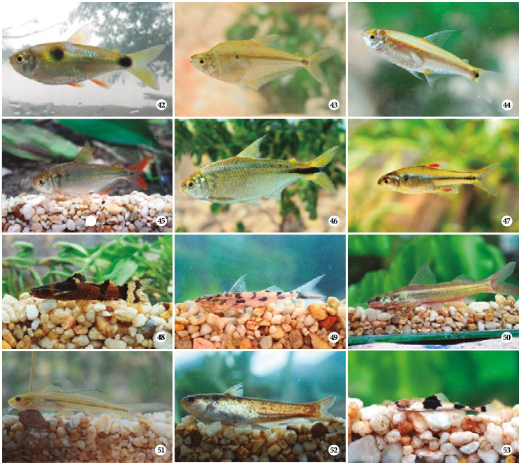 Ichthyofauna of piedmont and savannah environments in the Casanare ...