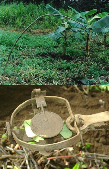 Impacto de la taltuza, Heterogeomys underwoodi (Rodentia: Geomyidae) en ...