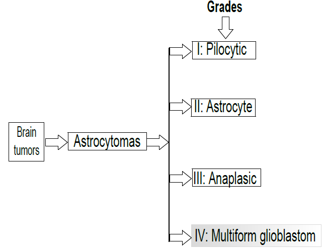Automatic segmentation of a cerebral glioblastoma using a smart ...