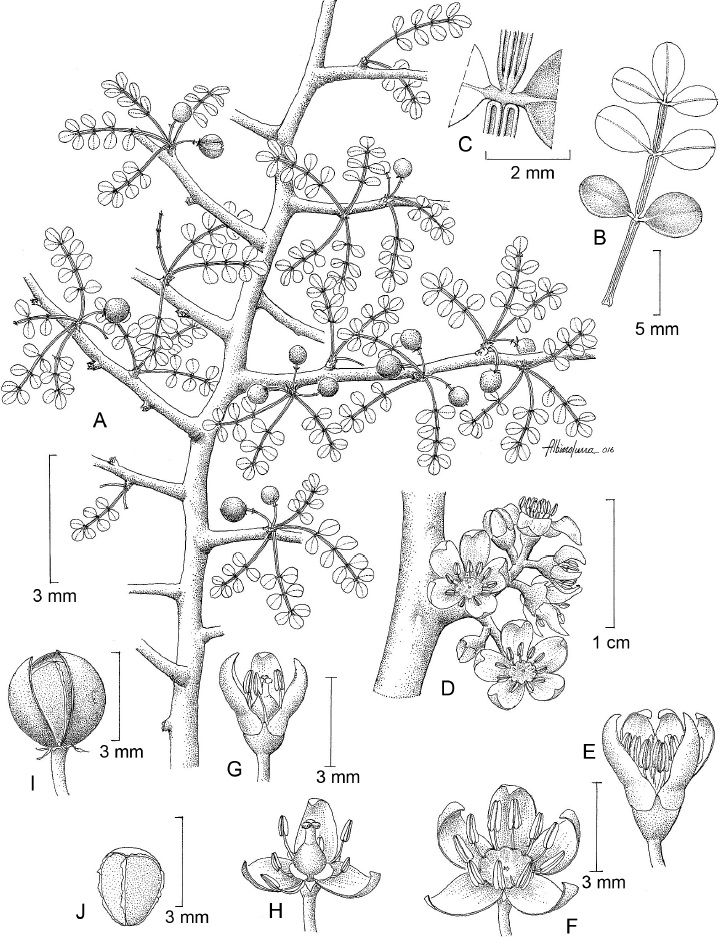 A new species of Bursera (Burseraceae) from the East Cape Region in ...