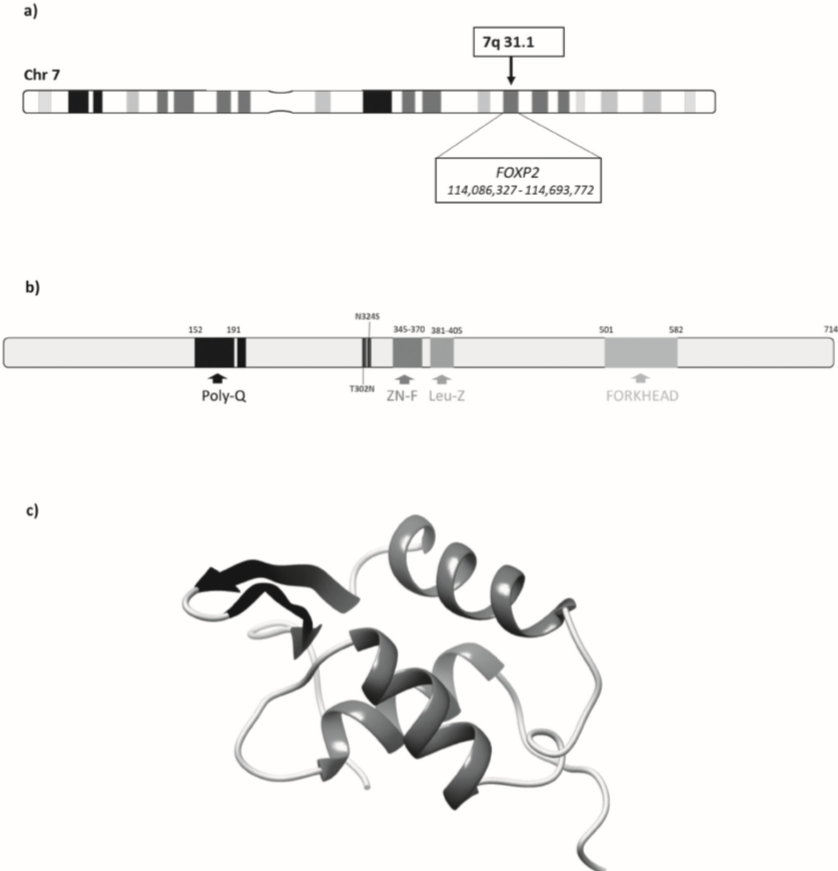 FOXP2 and language alterations in psychiatric pathology