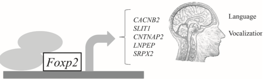 FOXP2 and language alterations in psychiatric pathology