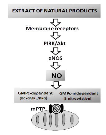 Comparative effects of natural products on ischemia-reperfusion injury ...