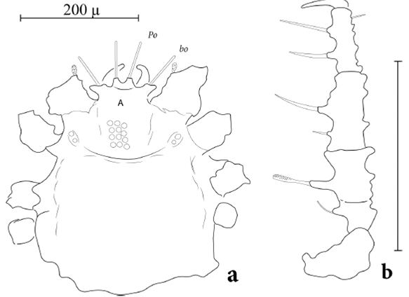 First record of Procaeculus (Acari: Caeculidae) in Miocene amber from ...