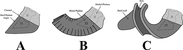 Mammalian Ichnopathology: a case study of Holartic Ungulates ...