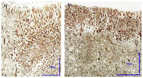 Soils of East Antarctic oasis: interplay of organisms and mineral ...