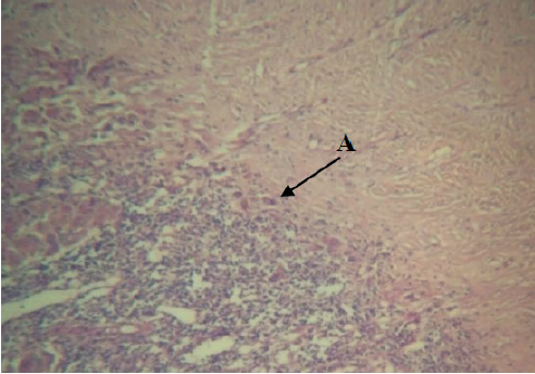 LINFADENITIS CASEOSA EN REBAÑOS OVINOS DE LA PENÍNSULA DE PARAGUANÁ ...