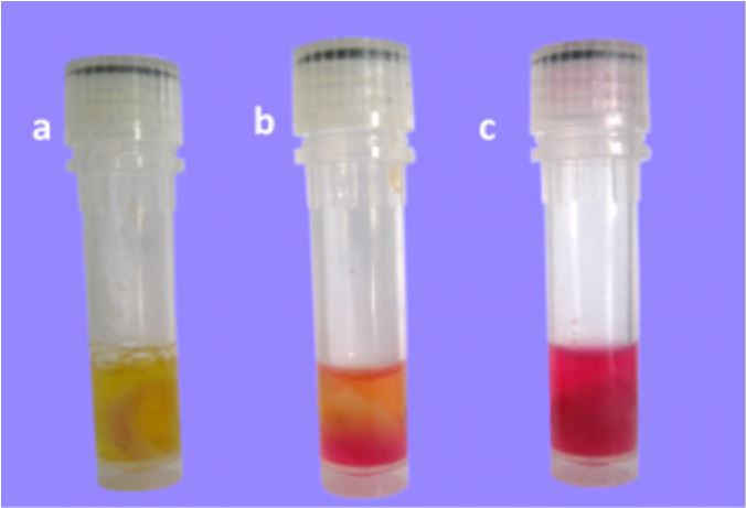 DIAGNÓSTICO DE Helicobacter spp. EN MUCOSA GÁSTRICA DE EQUINOS ...