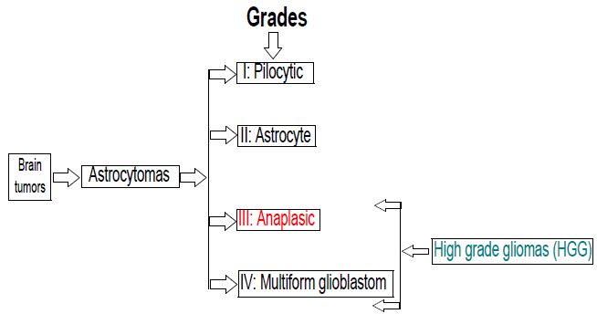 High grade glioma segmentation in magnetic resonance imaging