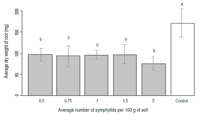 Biological control of symphylid pests in a commercial chrysanthemum ...