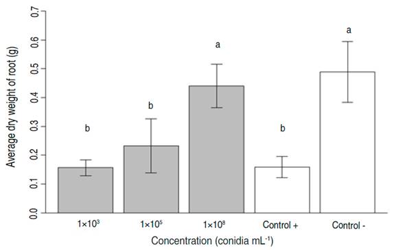 Biological control of symphylid pests in a commercial chrysanthemum ...