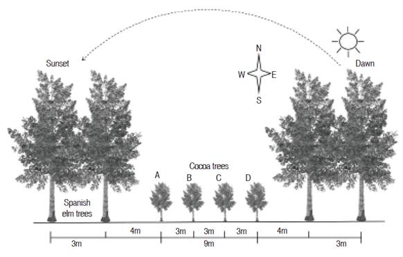 Gas exchange efficiency in Cocoa - Spanish elm agroforestry system in ...
