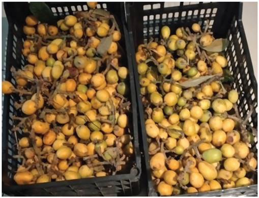 Bioactive compounds and physicochemical attributes of loquat fruits in ...