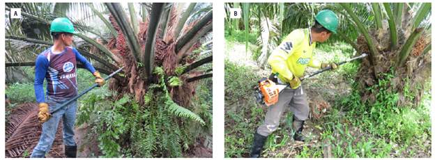 Technical and economic assessment of two harvesting tools for young ...