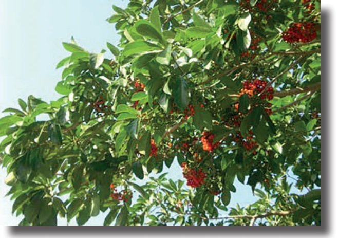 POTENCIALIDADES DEL FRUTO DE Cordia Collococca PARA SU USO EN LA ...