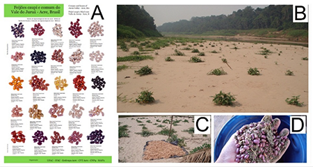 Método tradicional de almacenamiento de granos y semillas de caupi para ...