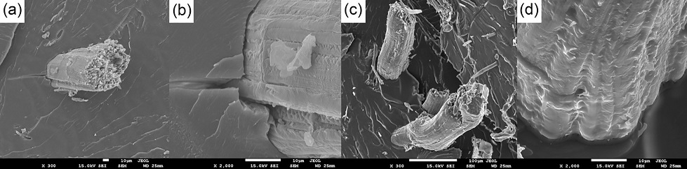 Hemicellulose Removal in Curaua (Ananas erectifolius) Fibers for ...