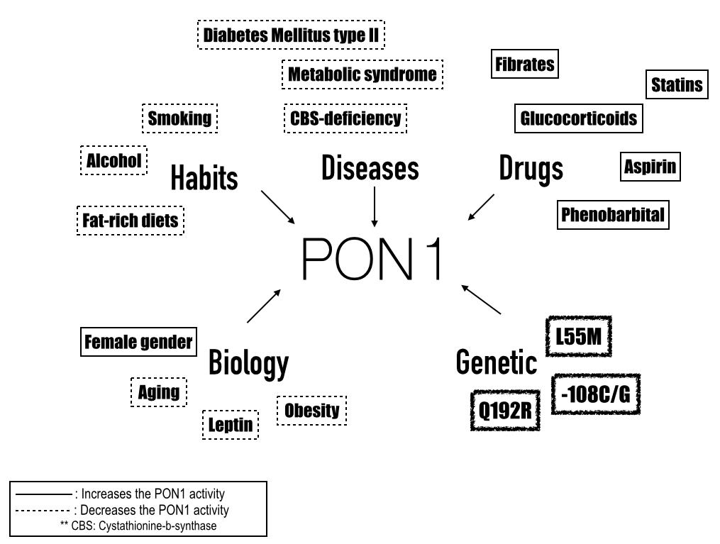 Evaluation of Genetic and Biochemical Factors in Patients with Acute ...
