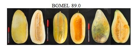 BOTANICAL IDENTIFICATION AND GENETIC DIVERSITY IN MELONS FROM FAMILY ...