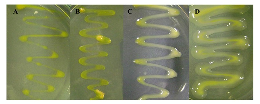 Bioprospection and genetic diversity of endophytic bacteria associated ...