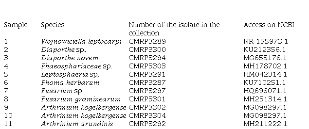 In vitro culture and diversity of endophytic fungi in Bambusa oldhamii